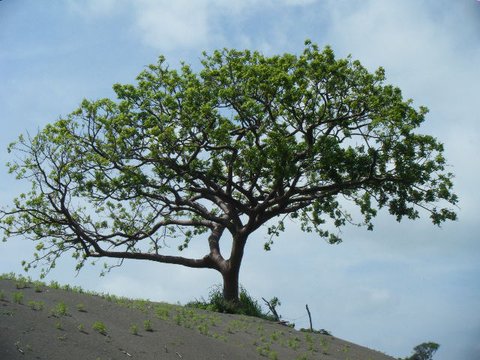 Bursera simaruba | Copperwood | Gumbo Limbo Tree | Tourist Tree | plant ...