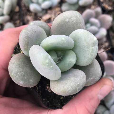 Pachyphytum 'Blue Haze' | | plant lust