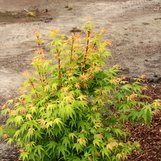 Acer palmatum 'Little Sango' | Little Sango Japanese Maple | plant lust