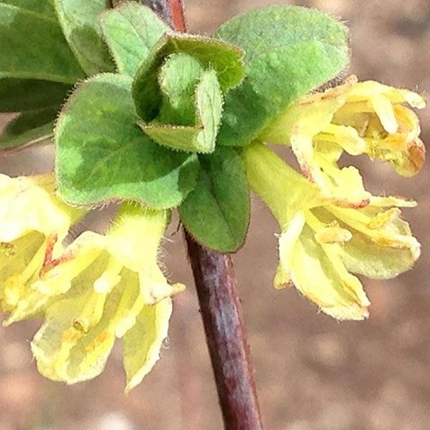 Borealis Honeyberry | Borealis Haskap | plant lust