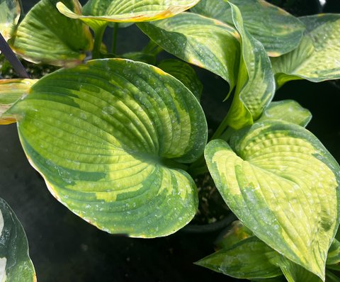 Hosta 'George Smith' | | plant lust