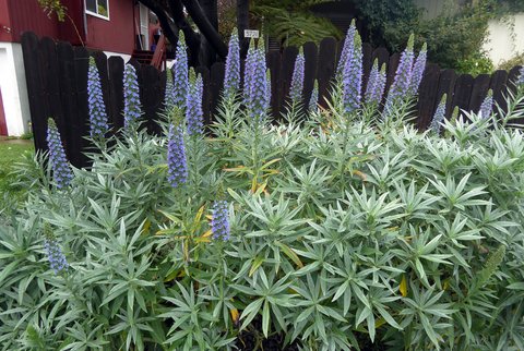 Echium webbii | plant lust