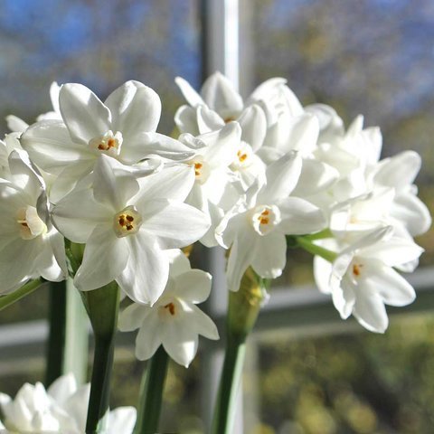 Narcissus 'Nir' | Nir Paperwhites | plant lust