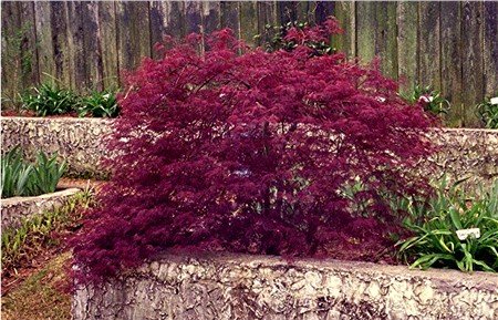 Acer palmatum 'Red Filigree Lace' | Acer palmatum 'Red Filagree Lace ...