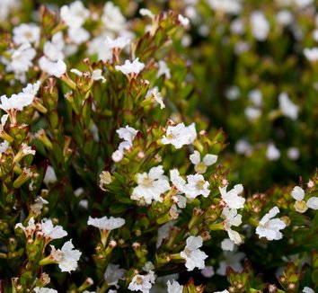 Cuphea from multiple nurseries on Plant Lust