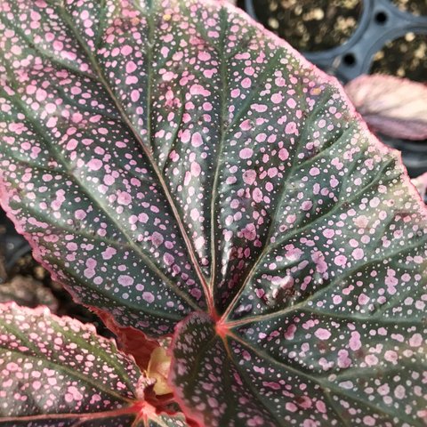 Begonia 'Little Miss Mummey' | Begonia 'Miss Mummy' | Miss Mummy ...
