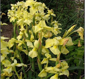 Moraea from multiple nurseries on Plant Lust