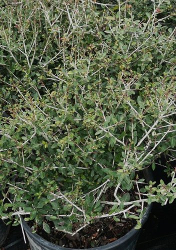 Ilex vomitoria 'Nana' | Ilex vomitoria nana | Dwarf Youpon Holly ...