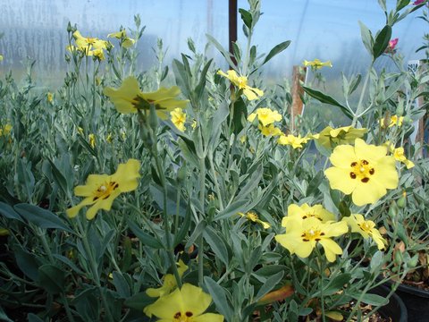 Halimium halimifolium f. maculatum | Rockrose | plant lust