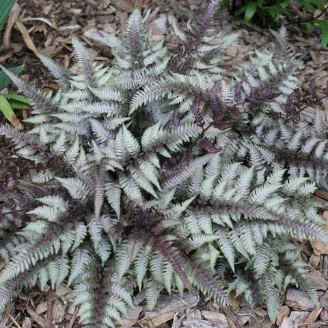 Athyrium 'Ghost' | Athyrium x 'Ghost' | Ghost Fern | plant lust