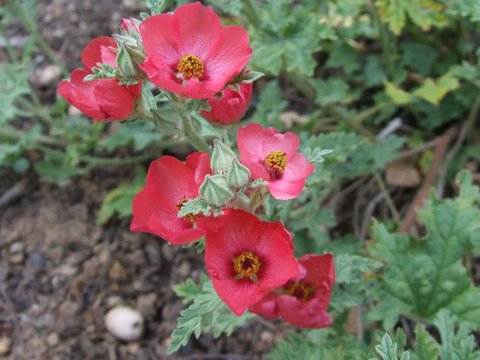 Sphaeralcea coccinea | Malvastrum coccineum | Prairie Mallow | Red ...