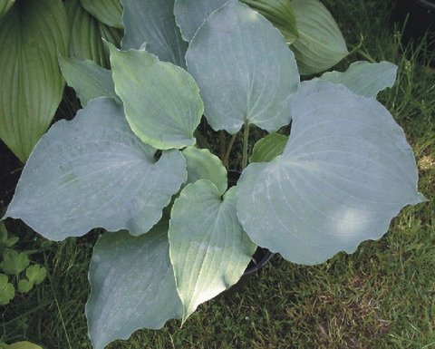 Hosta 'Sky Dancer' | | plant lust
