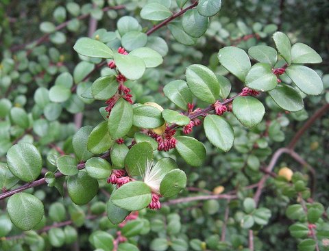 Myrsine africana | Myrsine africans | African Boxwood | Cape Beech ...