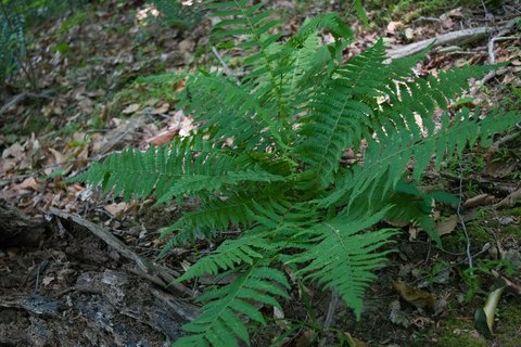 Deparia acrostichoides | Athyrium thelypteroides | Diplazium ...