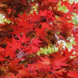 Acer palmatum 'Okagami' | Acer palmatum 'O kagami' | Okagami Japanese ...