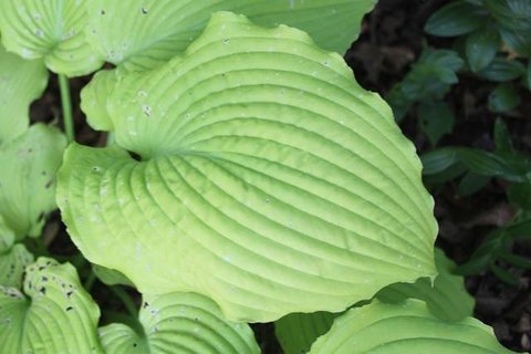 Hosta 'Sea Gulf Stream' | Sea Gulf Stream Hosta | Sea Gulf Stream ...