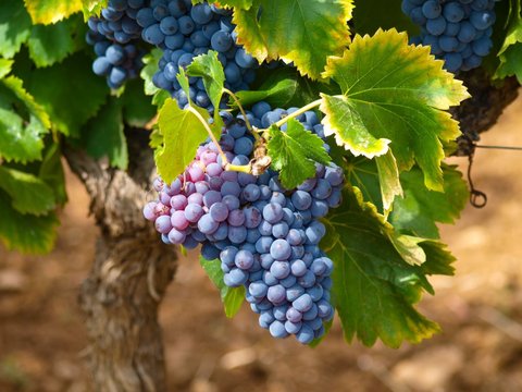 Landot Noir Wine Grape | | plant lust