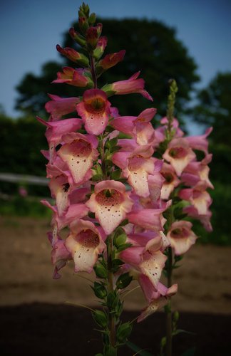 Digitalis x valinii 'Berry Canary' | Digiplexis Illumination 'Berry ...