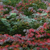 Disanthus cercidifolius | Redbud Hazel | plant lust