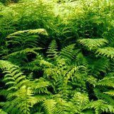Athyrium filix-femina var. cyclosorum | Athyrium cyclosorum | plant lust