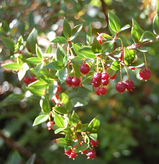 Ugni molinae | Chilean Cranberry | Chilean Guava | plant lust