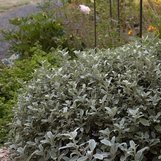Brachyglottis greyi | Senecio greyi | Daisy Bush | plant lust