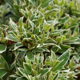 Silver Sword Evergreen Azalea | Azalea 'Silver Flame' | Azalea 'Silver ...