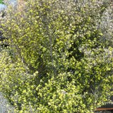 Corokia cotoneaster | Wire Netting Bush | plant lust