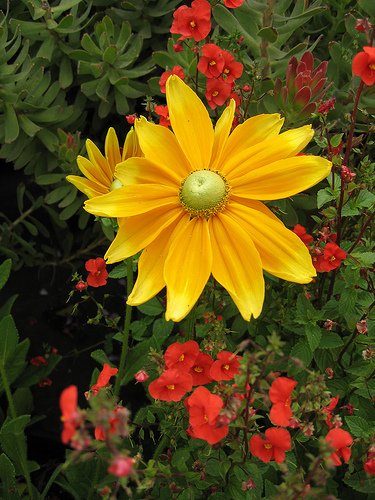 Rudbeckia hirta 'Prairie Sun' | Rudbeckia gloriosa 'Prairie Sun ...
