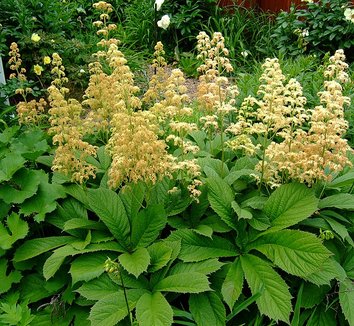 Rodgersia from multiple nurseries on Plant Lust