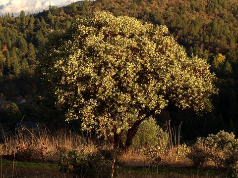 Arbutus menziesii | Madrona | Madrone | Pacific Madrone | plant lust