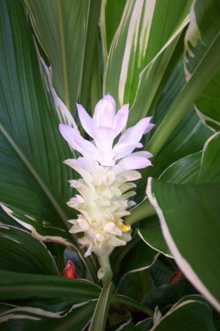 Curcuma petiolata 'Emperor' | Curcuma 'Emperor' | Emperor Ginger ...
