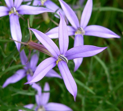 Isotoma axillaris | Isotoma axillaris 'Blue Star' | Laurentia axillaris ...