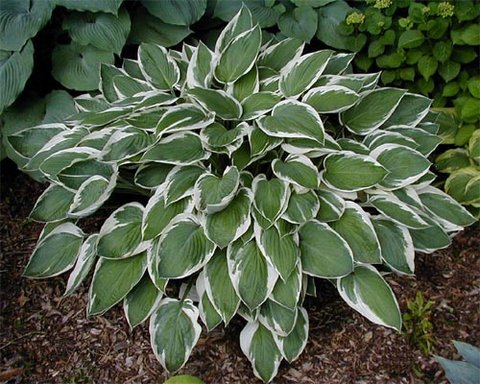 Hosta 'Zager's White Edge' | | plant lust