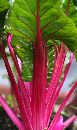 Magenta Sunset Chard | Beta vulgaris 'Magenta Sunset' | Chard 'Magenta ...