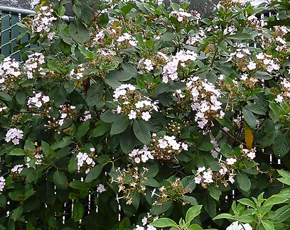 Luculia pinceana | Luculia intermedia | Luculia pinceana var. pinceana ...