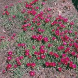 Cephalophyllum 'Red Spike' | Red Spike Ice Plant | plant lust
