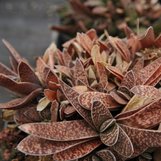 Gasteria liliputana | Gasteria bicolor var. liliputana | Gasteria ...