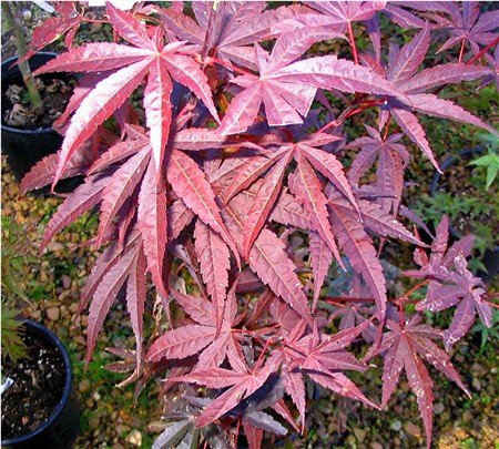 Acer palmatum 'Pixie' | Pixie Dwarf Japanese Maple | plant lust