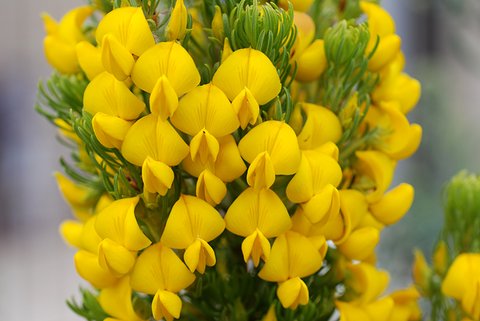 Cyclopia pubescens | Honeybush | plant lust