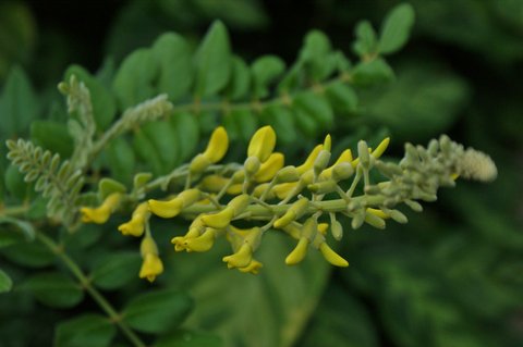 Sophora tomentosa | Moodu Murunga | Silver Bush | Yellow Necklace Pod ...