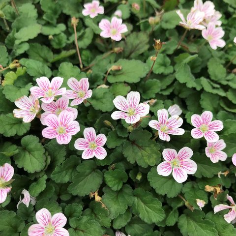 Erodium reichardii 'Charm' | Erodium chamaedryoides roseum 'Charm ...