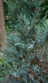 Chamaecyparis lawsoniana 'Oregon Blue' | Oregon Blue Falsecypress ...