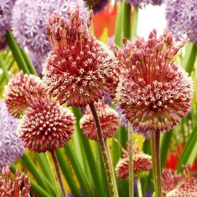 Allium amethystinum 'Red Mohican' | Red Mohican Ornamental Onion ...