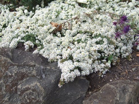 Symphyotrichum ericoides 'Snow Flurry' | Aster ericoides var. prostrata ...