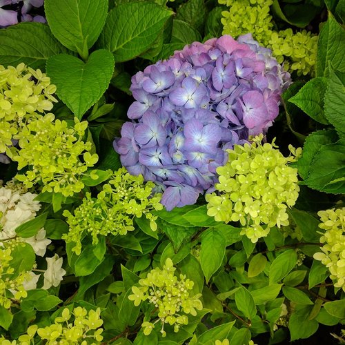 Hydrangeas Plus - plant lust