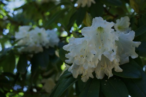 Rhododendron 'Polar Bear' | plant lust