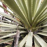 Dasylirion texanum | Green Sotol | Texas Sotol | plant lust