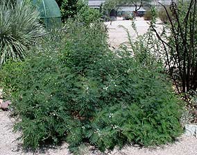 Acacia angustissima | Fern Acacia | White Ball Acacia | plant lust