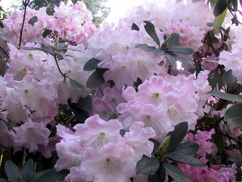 Rhododendron 'Loderi Venus' | | plant lust